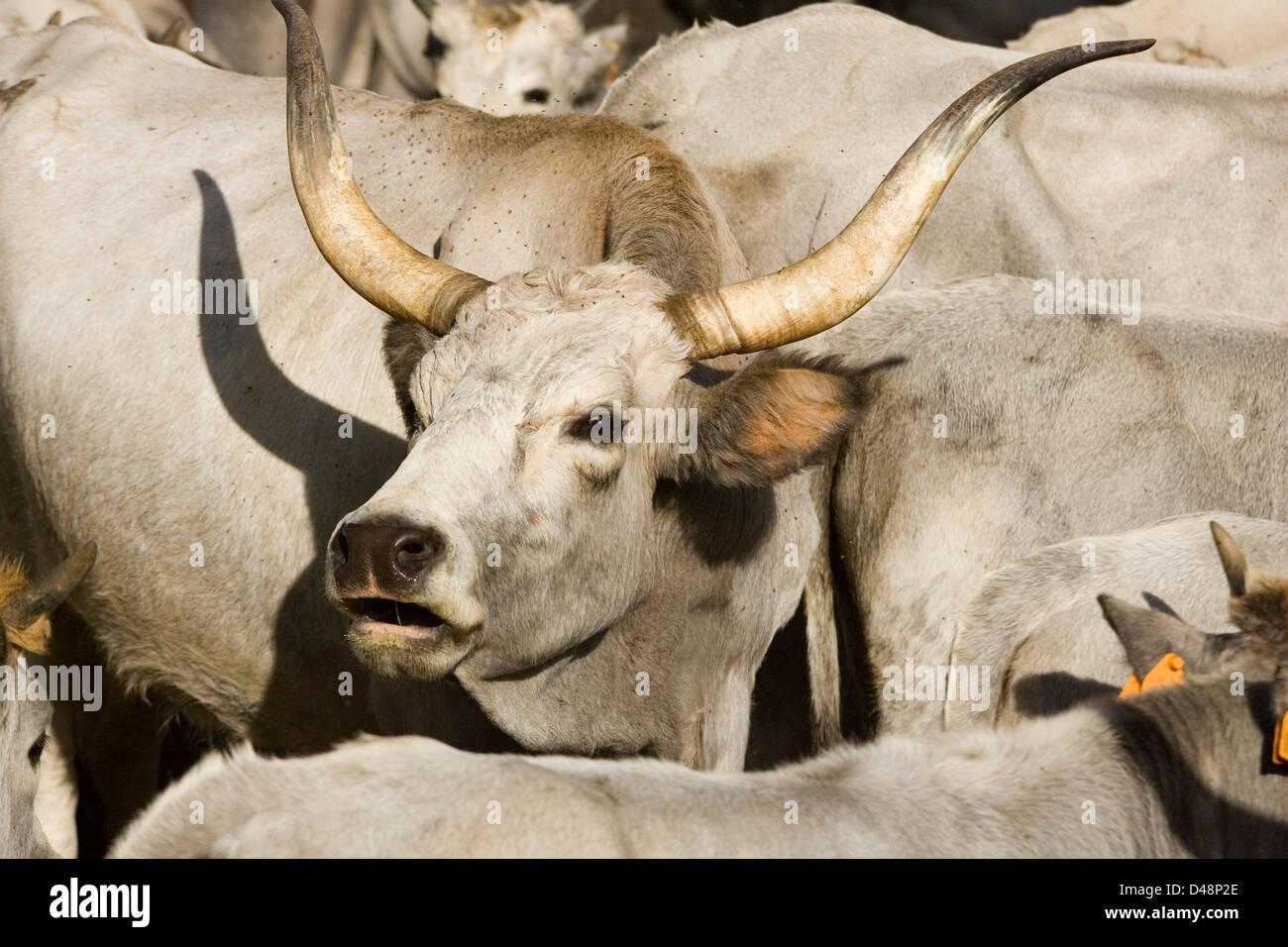europe, italy, tuscany, alberese, cows of the maremma Stock Photo - Alamy