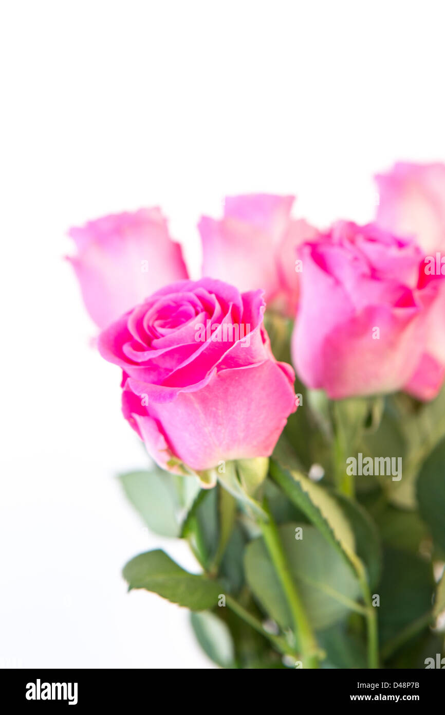 Bouquet of pink roses close up Stock Photo - Alamy