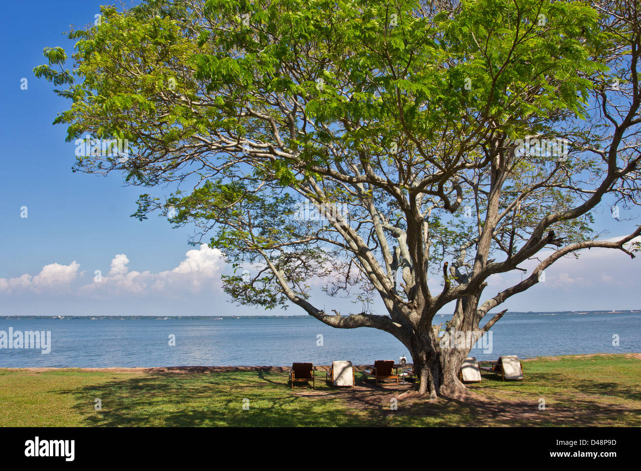 Shady tree hi-res stock photography and images - Alamy