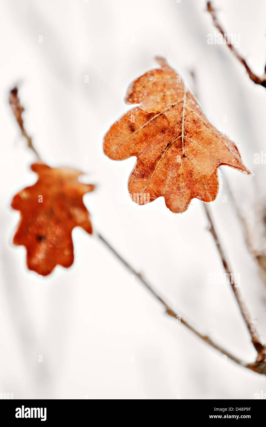 Frosty tree leaves hi-res stock photography and images - Alamy
