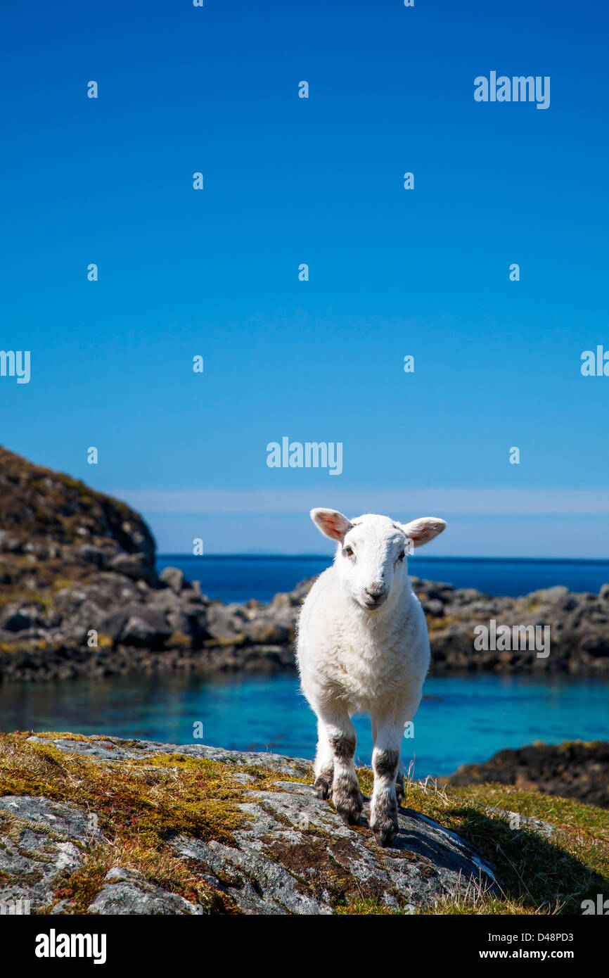 Spring lamb at Portuairk, Ardnamurchan, Highlands, Scotland Stock Photo ...