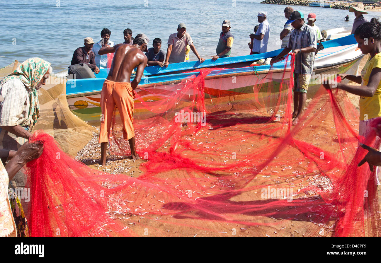 A CATCH OF TINY FISH FROM THE INDIAN OCEAN IN SRI LANKA ARE SHAKEN FROM ...