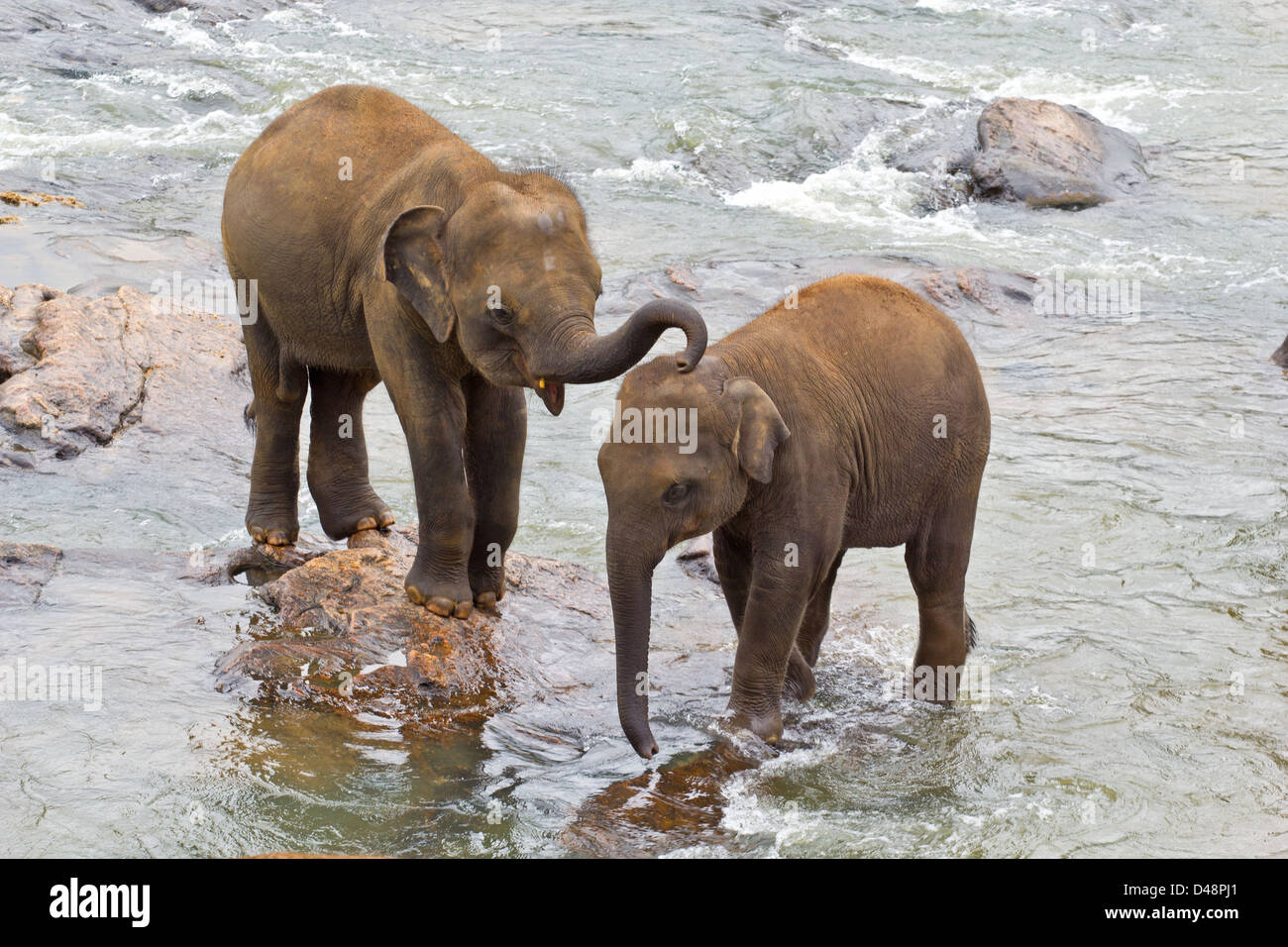 TWO YOUNG INDIAN ELEPHANTS (Elephas maximus indicus) PLAYING IN A RIVER ...