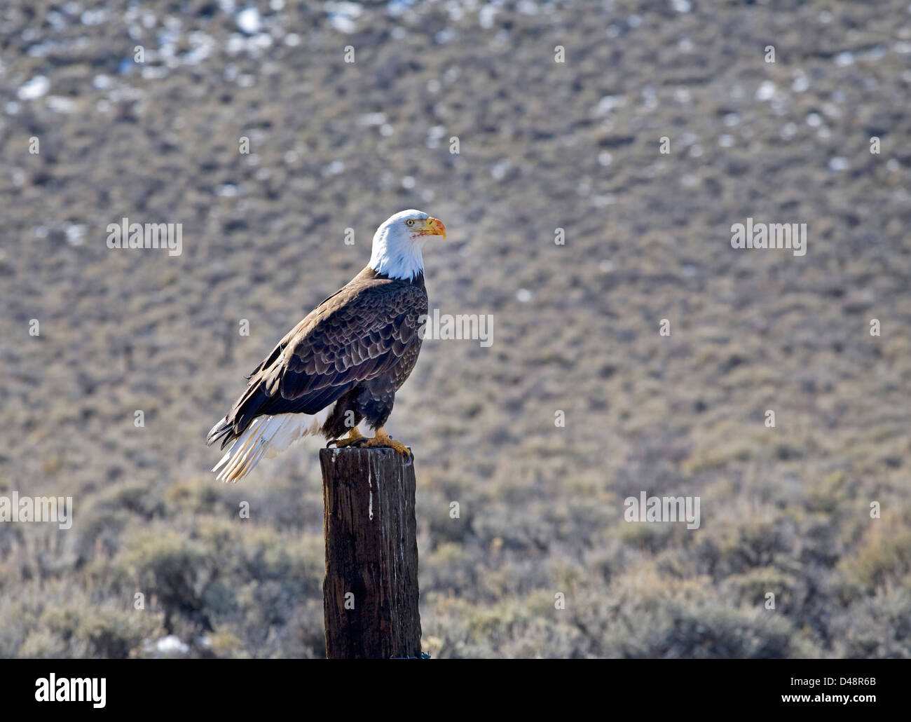 Eagle post High Resolution Stock Photography and Images - Alamy