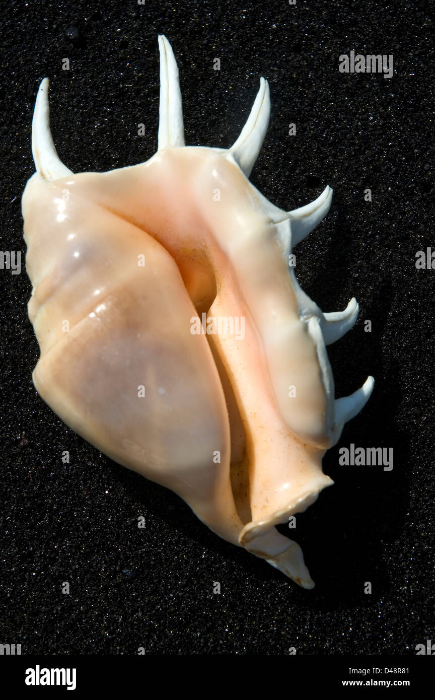 Spider Conch Shell On Black Sand Beach Stock Photo - Alamy