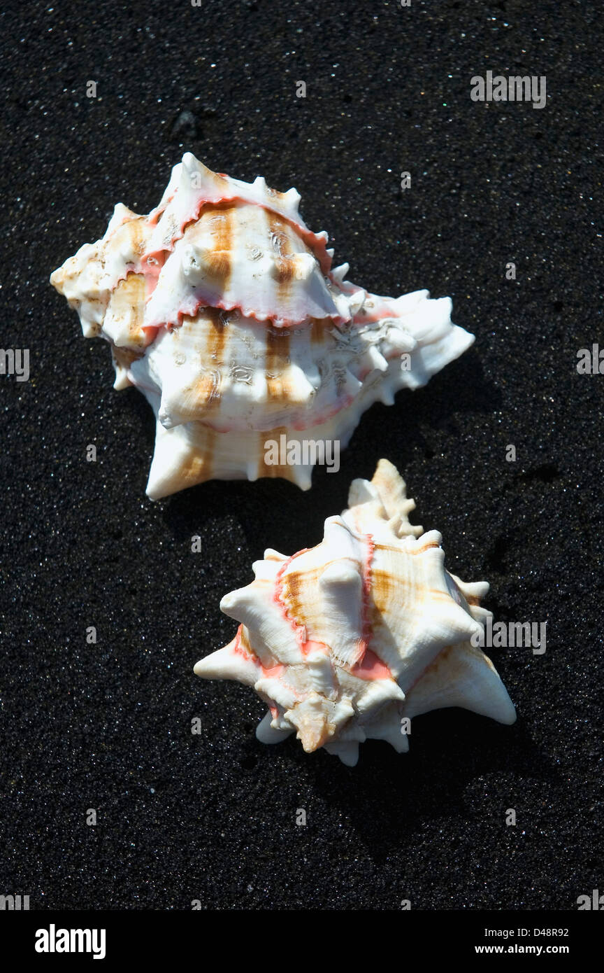 Spiny shells two marine hi-res stock photography and images - Alamy