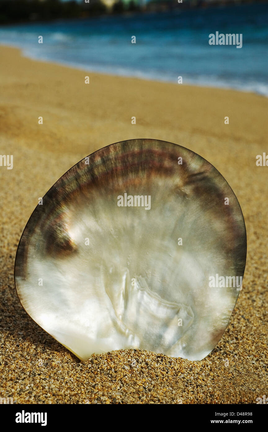 Polished Tahitian Oyster Shell Standing In Sand, Ocean Background Stock ...