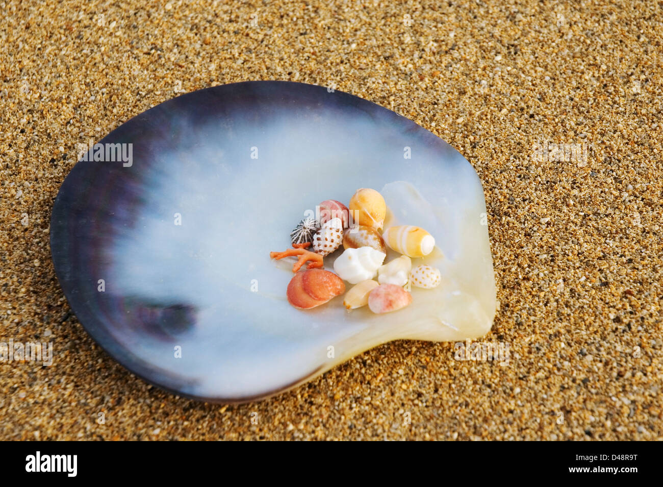 Polished Tahitian Oyster Shell With Assortment Of Small Shells And ...