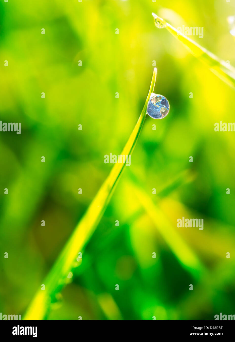 Dew drop on grass Stock Photo - Alamy