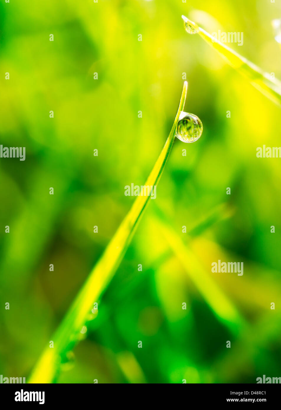 Dew drop on green grass Stock Photo - Alamy