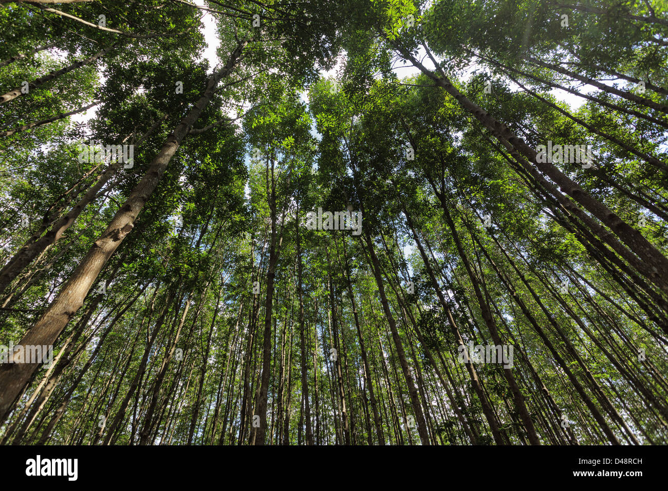 Inside a large mangrove tree forest in southern Thailand, near Satun ...
