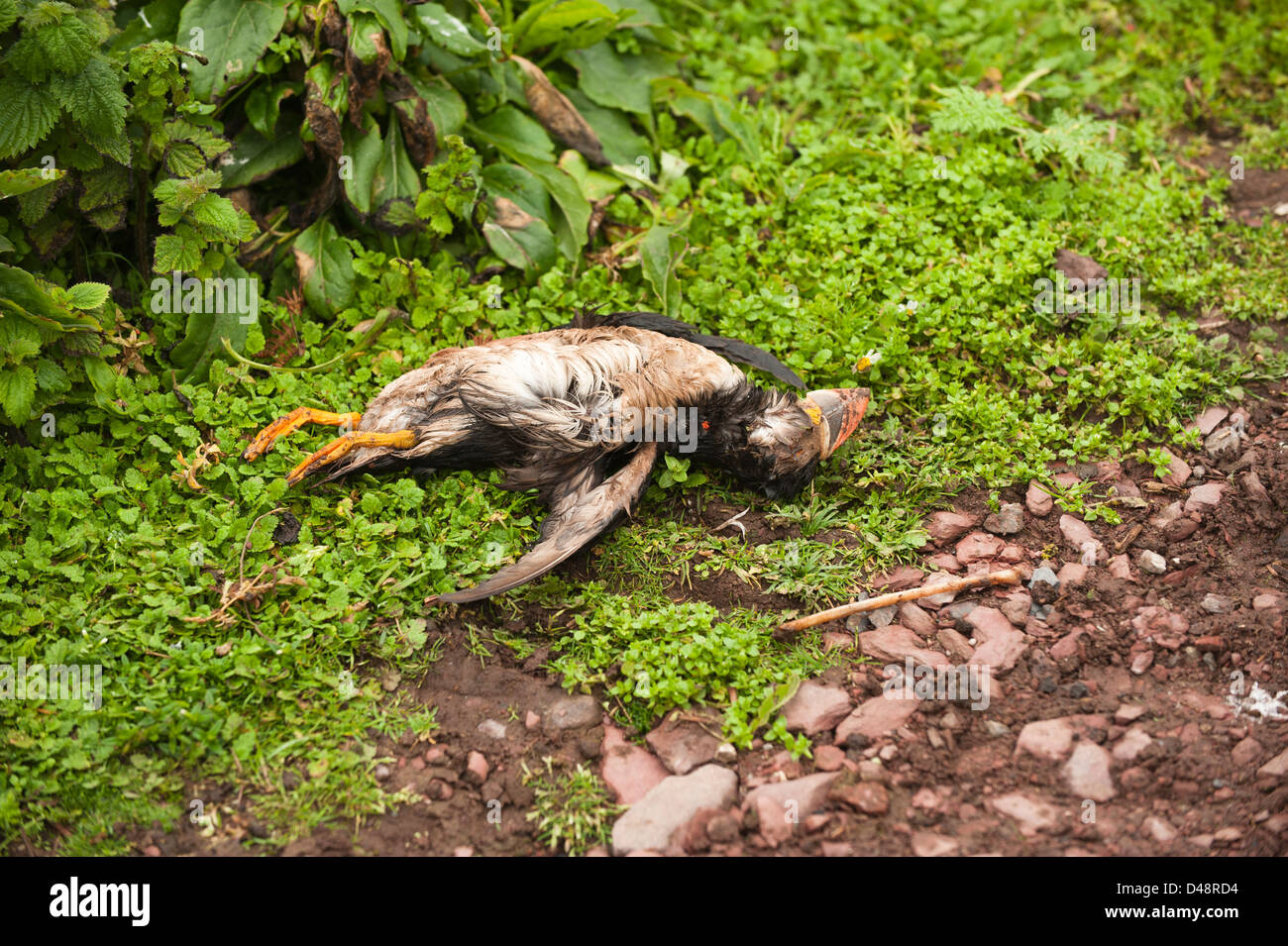 Dead puffin hi-res stock photography and images - Alamy
