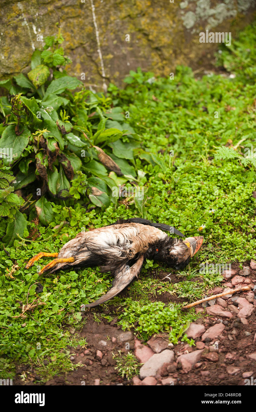 Dead puffin hi-res stock photography and images - Alamy
