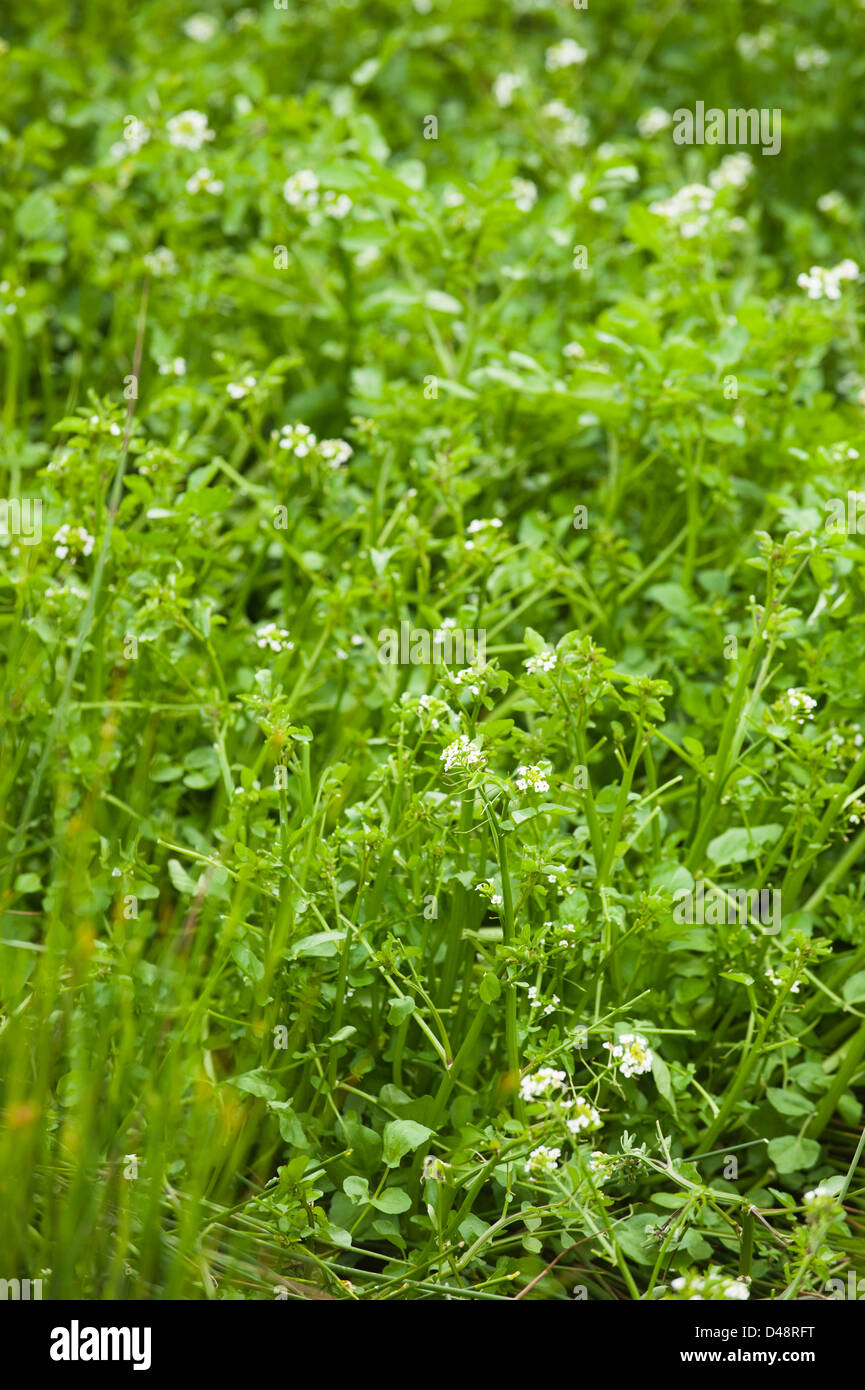 Rorippa Microphylla High Resolution Stock Photography and Images - Alamy