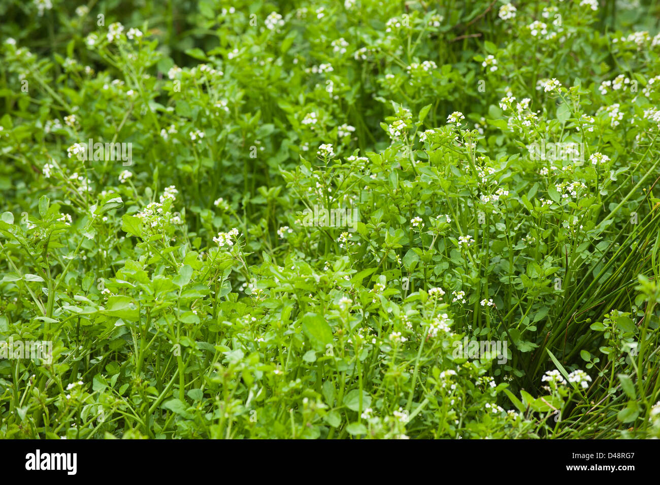 Narrow-fruited Water-cress, Rorippa microphylla Stock Photo - Alamy