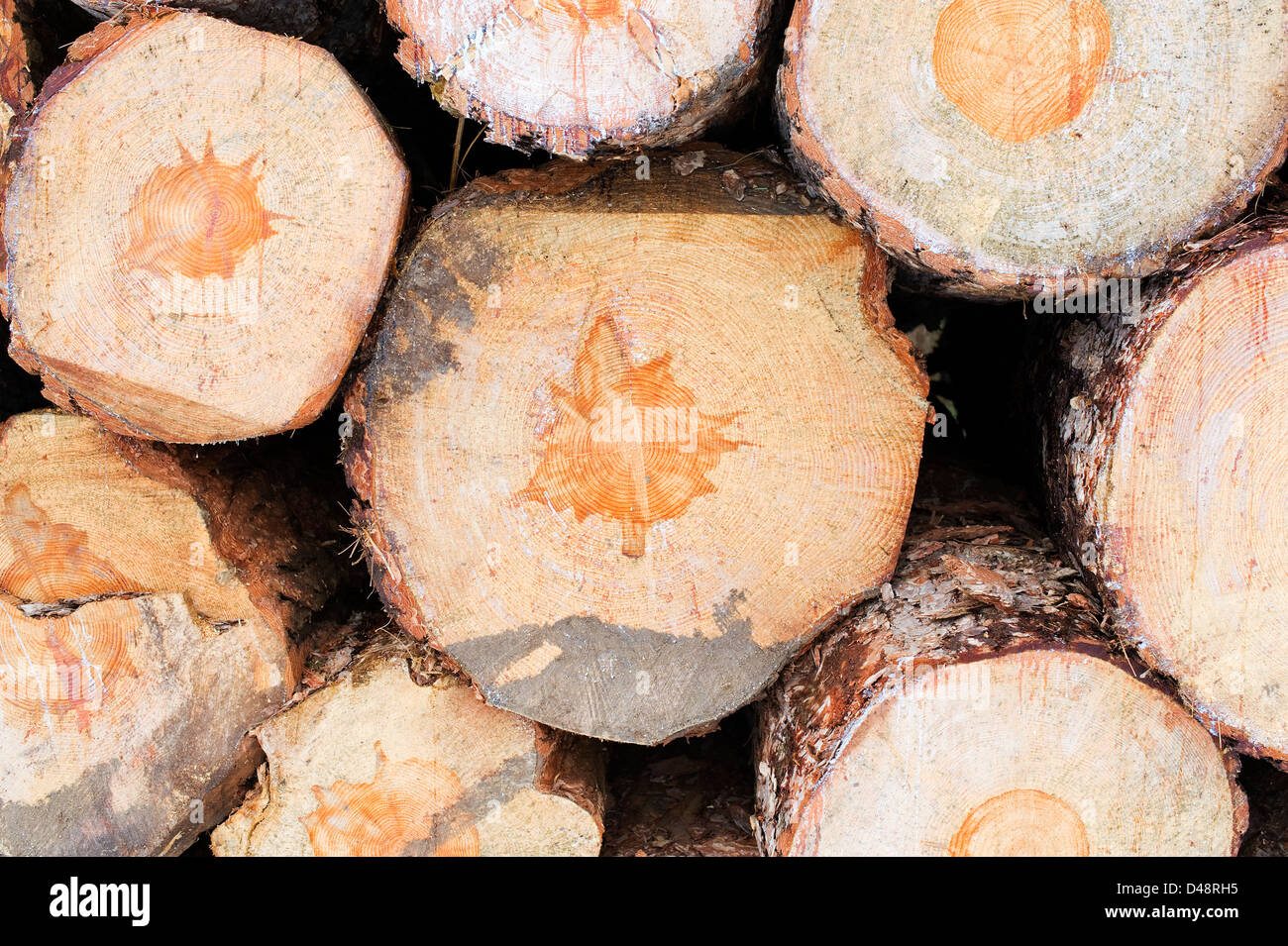 How to cut logs hi-res stock photography and images - Alamy
