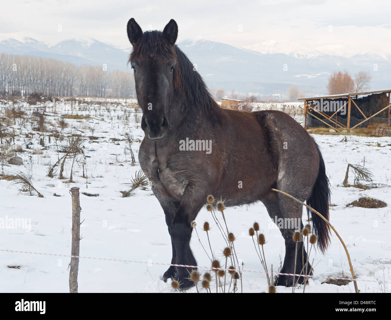 Pet draught horse at farm paddock Stock Photo - Alamy