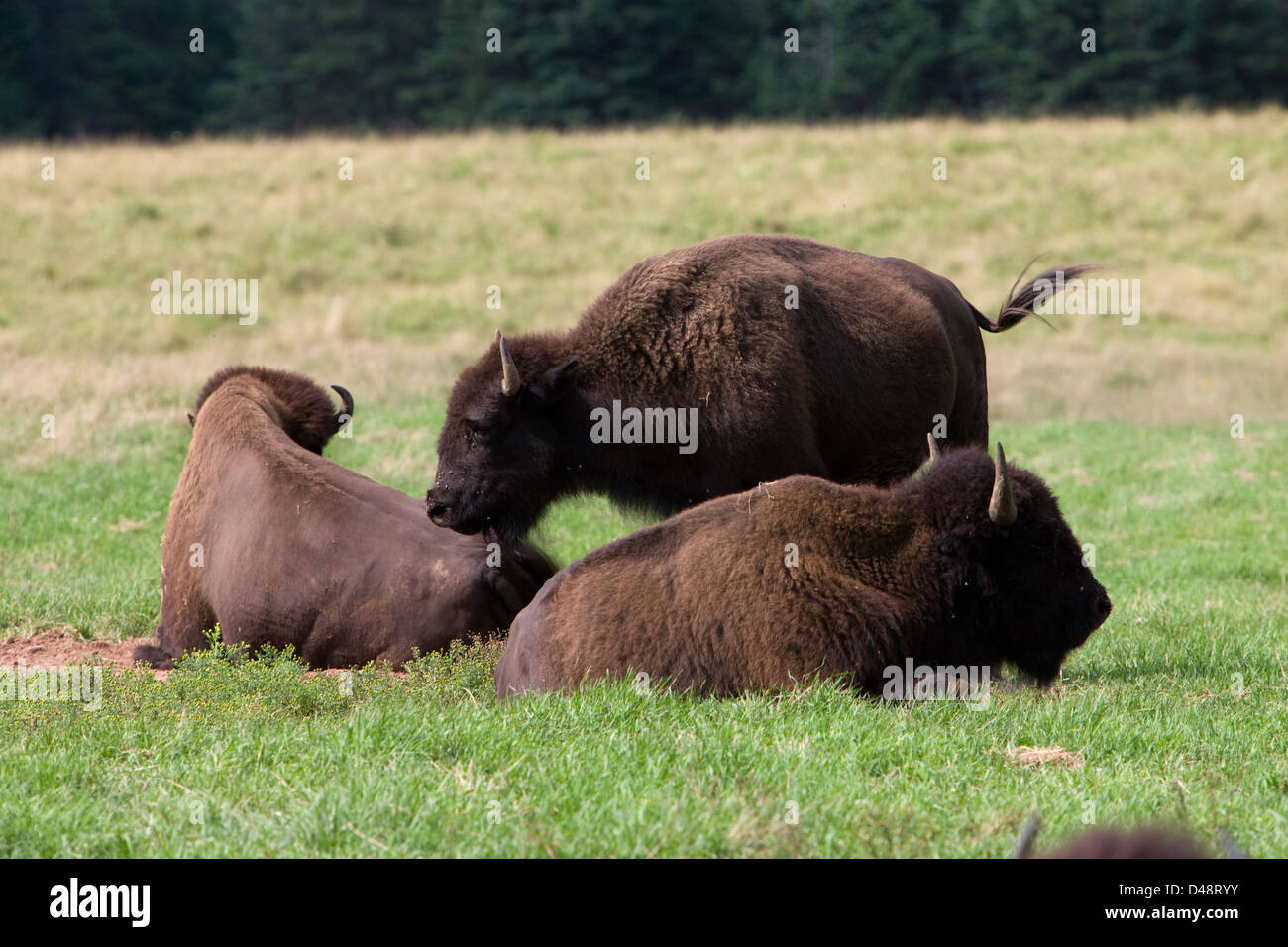 Buffalo land provincial park hi-res stock photography and images - Alamy