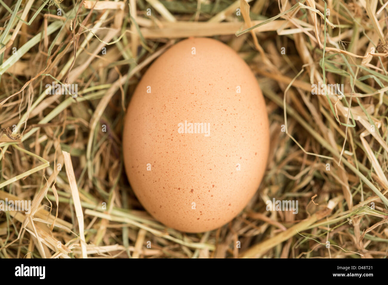 Egg in the straw Stock Photo - Alamy