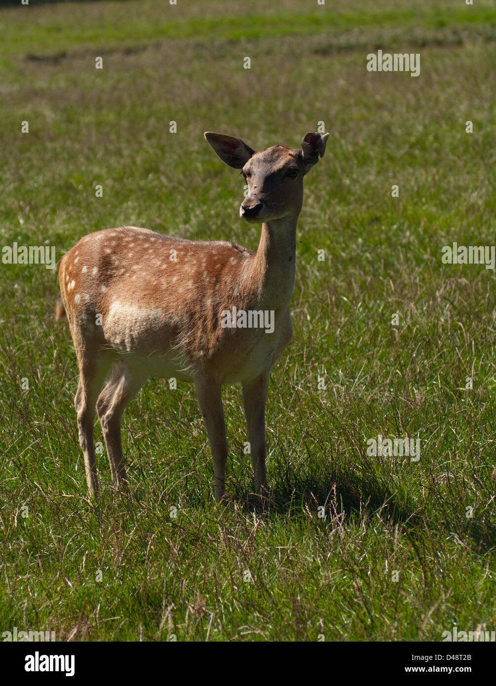 Cervus elaphus baby hi-res stock photography and images - Alamy
