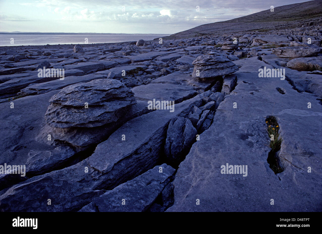 Limestone Pavements, The Burren, Co Clare, Ireland Stock Photo - Alamy