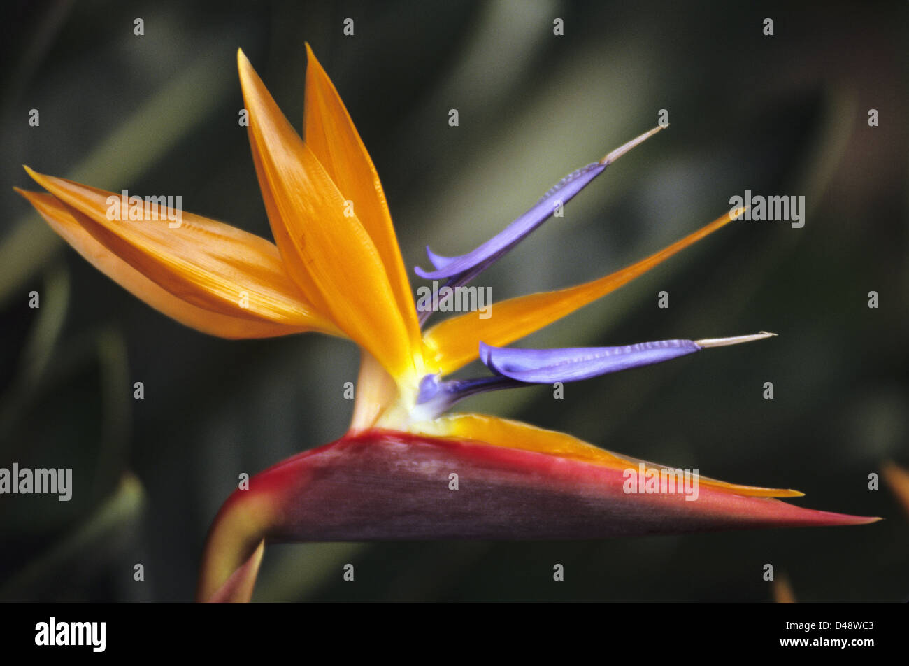 Close-Up Side View Of Single Bird Of Paradise (Strelitzia Reginae ...