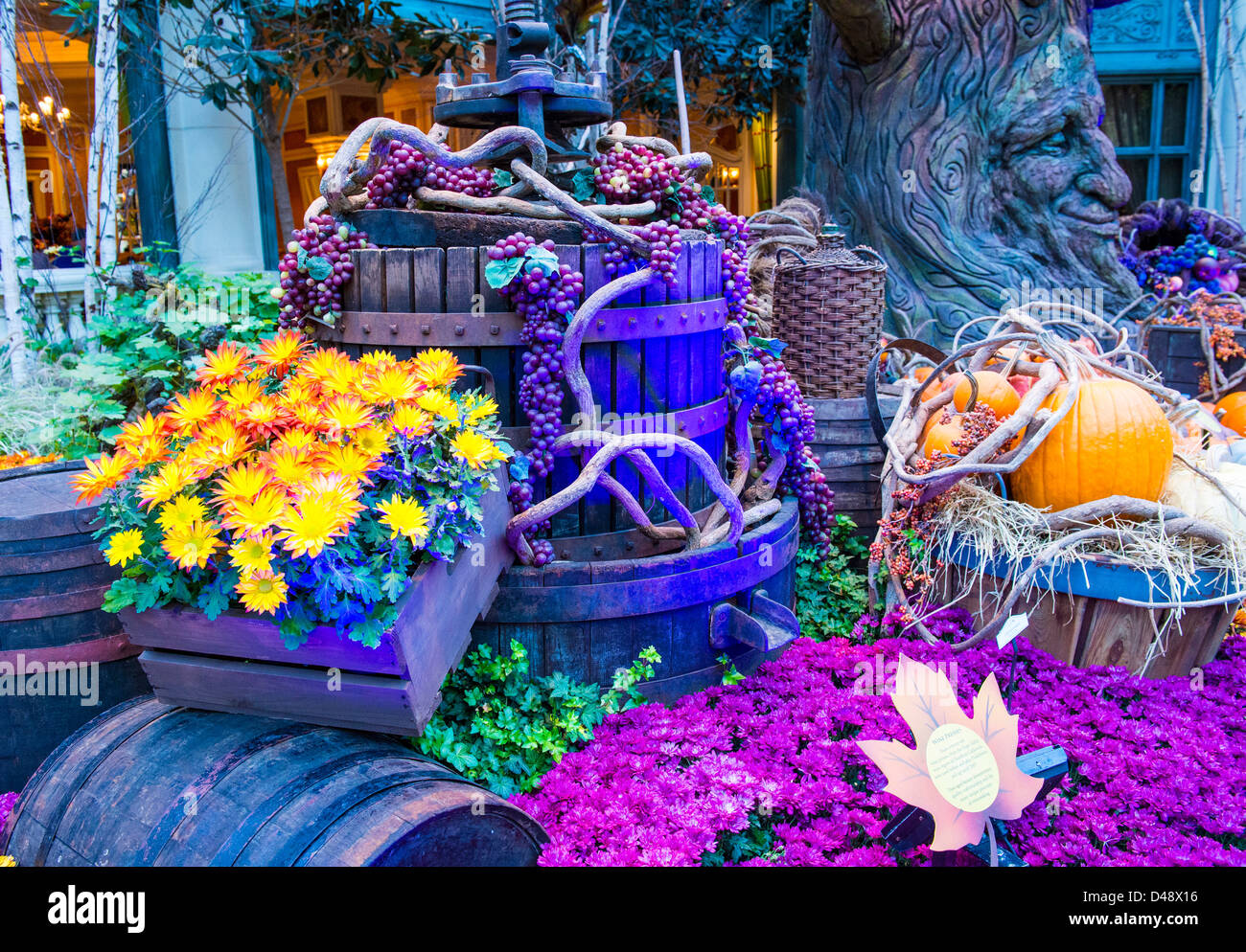 Fall season in Bellagio Hotel Conservatory & Botanical Gardens in Las ...