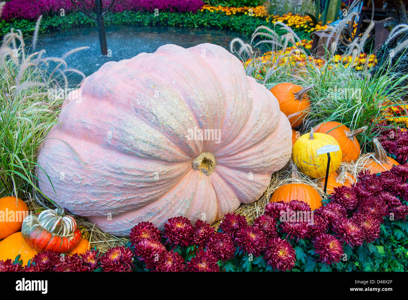 Fall season in Bellagio Hotel Conservatory & Botanical Gardens in Las ...