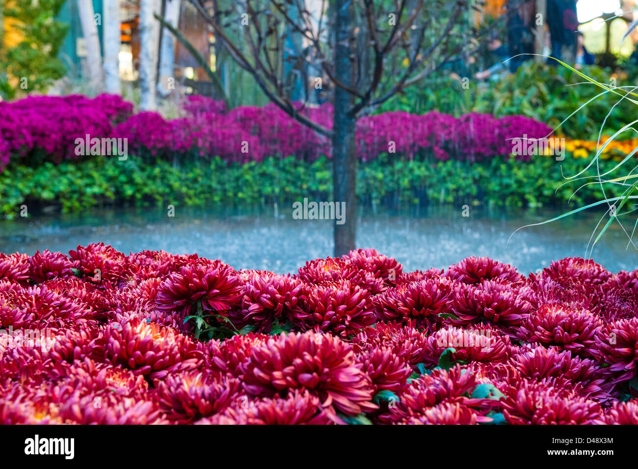 Fall season in Bellagio Hotel Conservatory & Botanical Gardens in Las ...