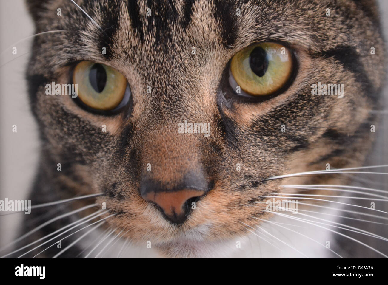 My cats stunning patterns and eyes in great detail and close up Stock ...