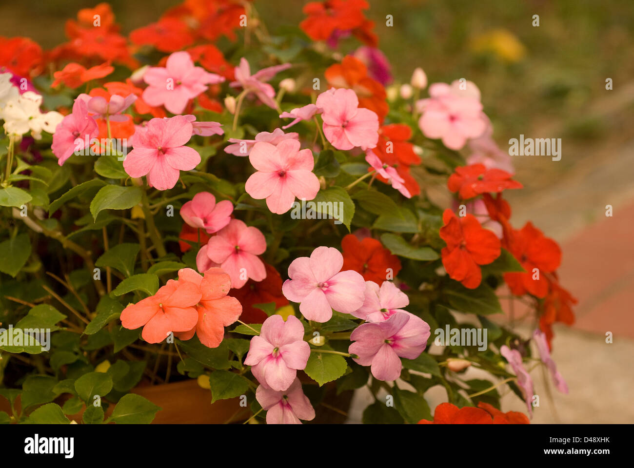 Impatiens walleriana hi-res stock photography and images - Alamy