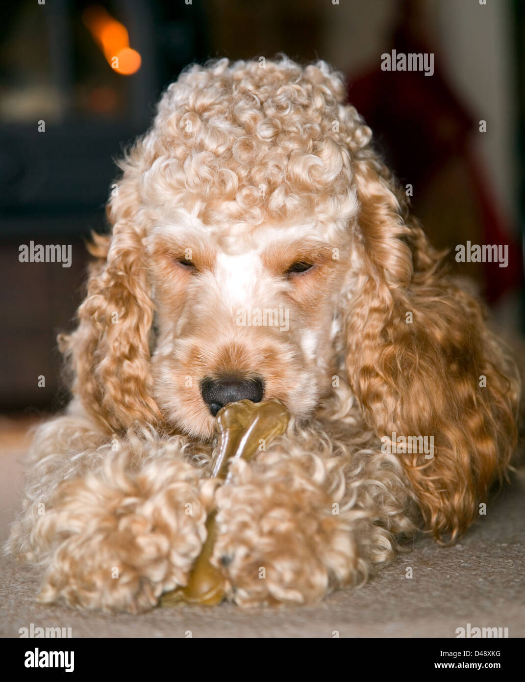 Cocker spaniel with big ears is lying and watching Stock Photo - Alamy