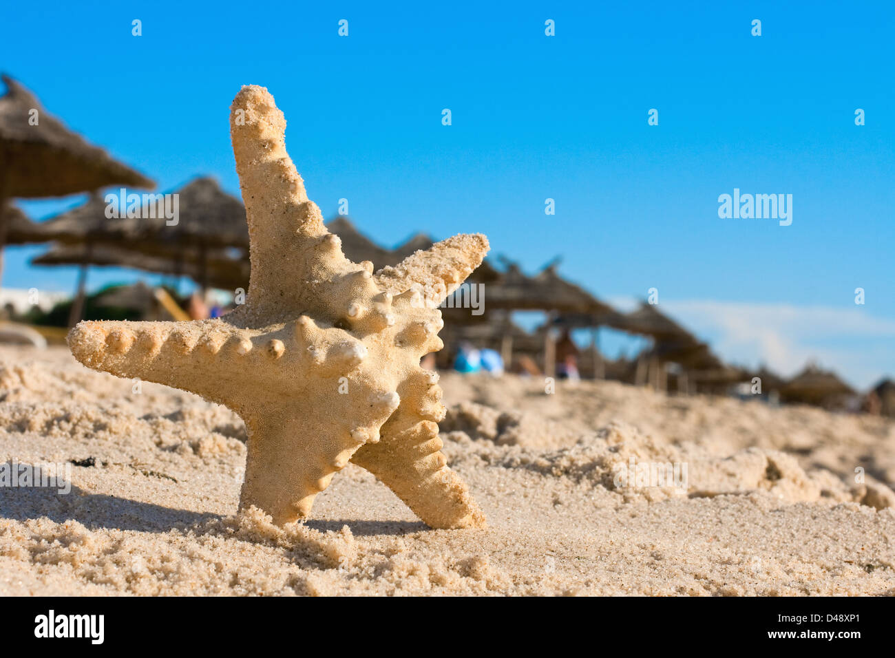 Sea star on the beach Stock Photo - Alamy