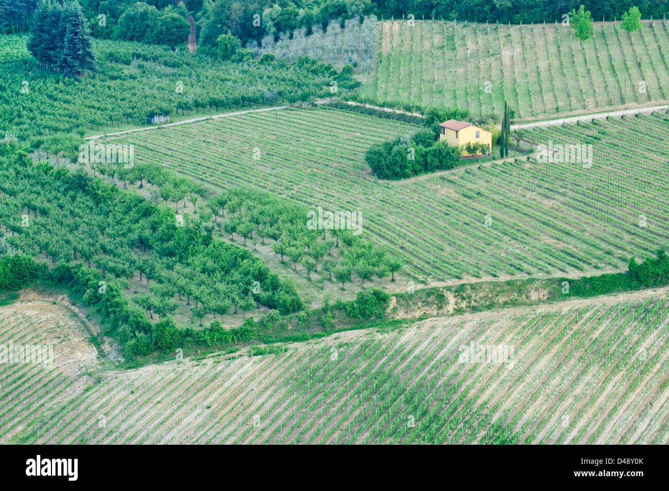 Yellow House in a Vineyard Stock Photo - Alamy