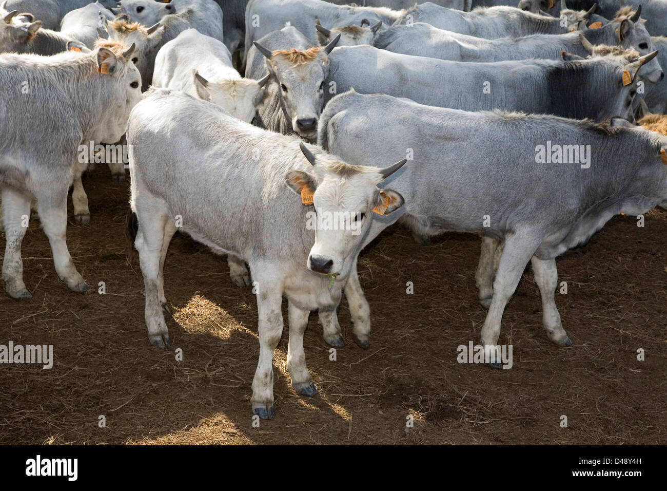 europe, italy, tuscany, alberese, cows of the maremma Stock Photo - Alamy