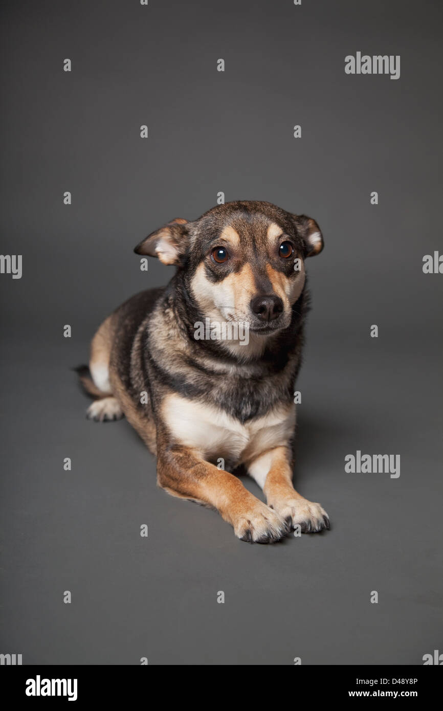 Portrait Of A Dog On A Grey Background;Edmonton Alberta Canada Stock ...