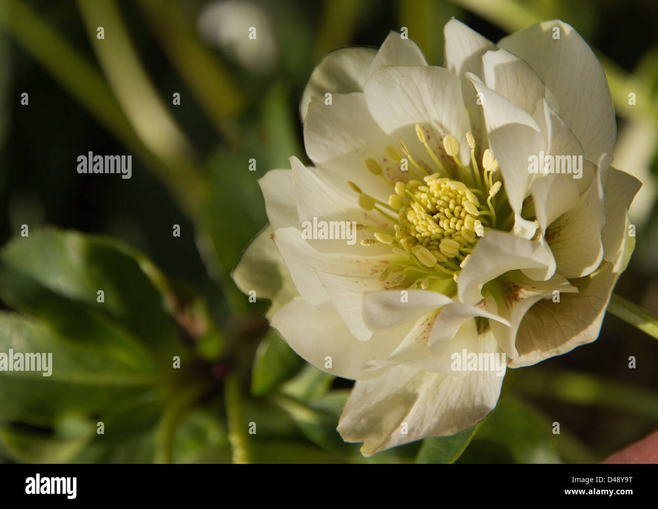 Double petal flower hi-res stock photography and images - Alamy