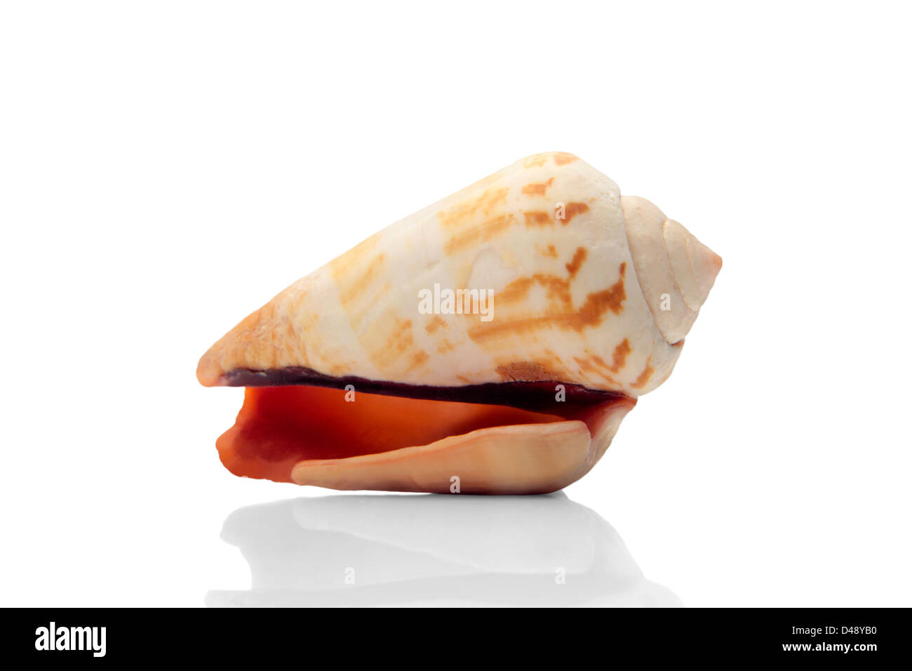 Photo of a sea snail with a very shallow depth of field focusing on the ...