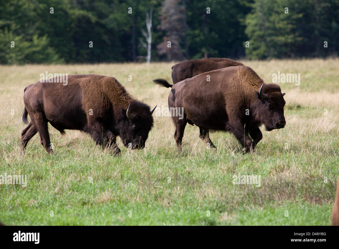 Buffalo land provincial park hi-res stock photography and images - Alamy