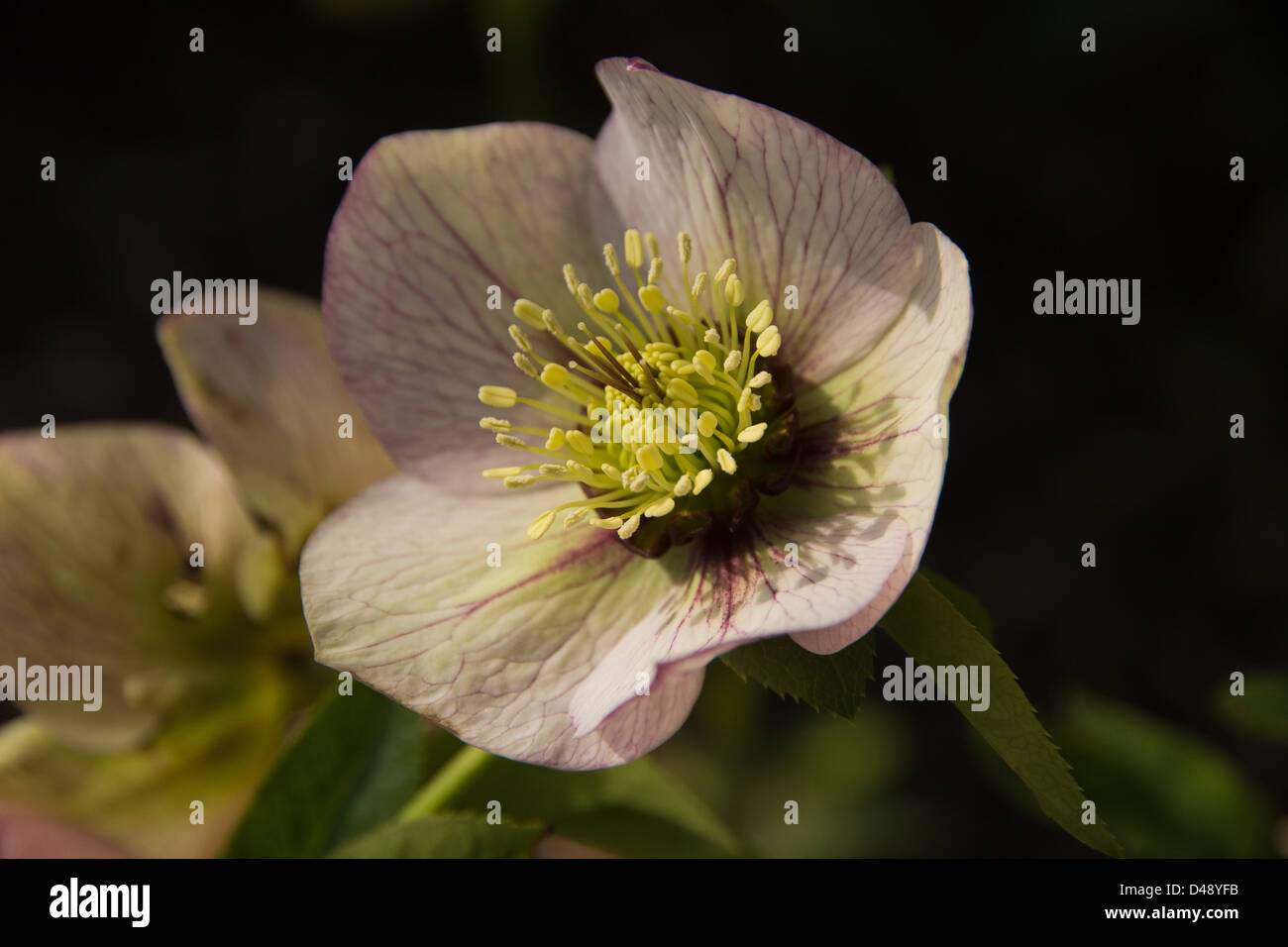 Hellebore january flowering hi-res stock photography and images - Alamy