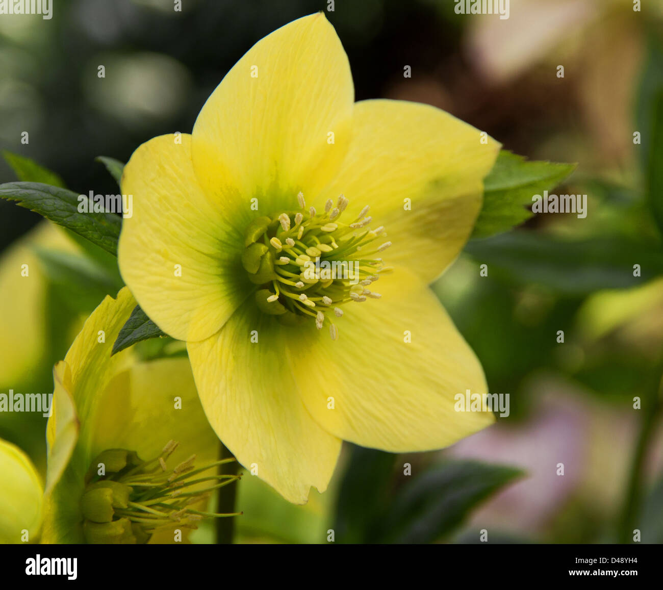 Bright yellow and green single Hellebore flower Stock Photo - Alamy