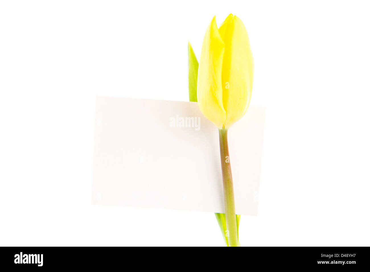 Yellow tulip with a blank white card close up Stock Photo - Alamy