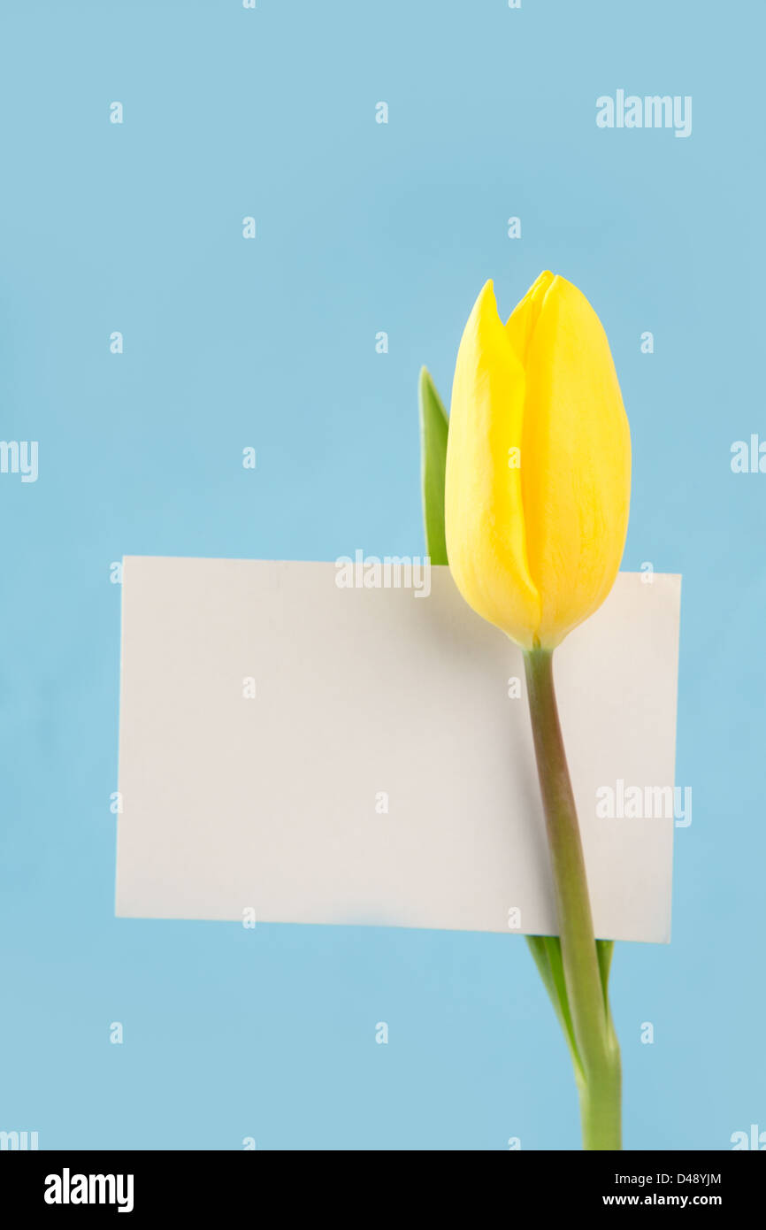 Yellow tulip with a blank white card on a blue background Stock Photo ...