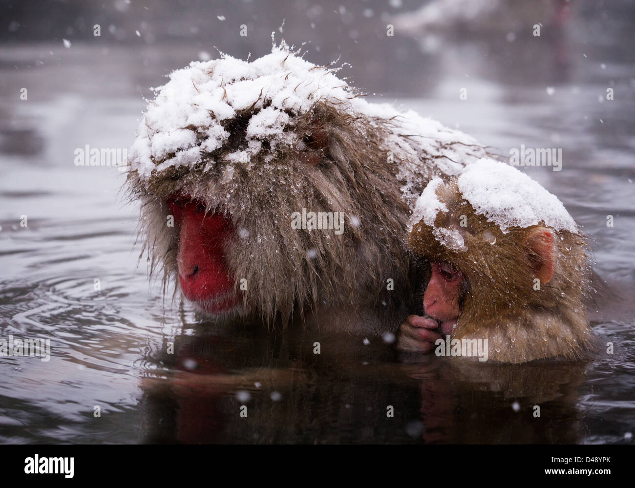 Japanese snow monkeys hot tub hi-res stock photography and images - Alamy