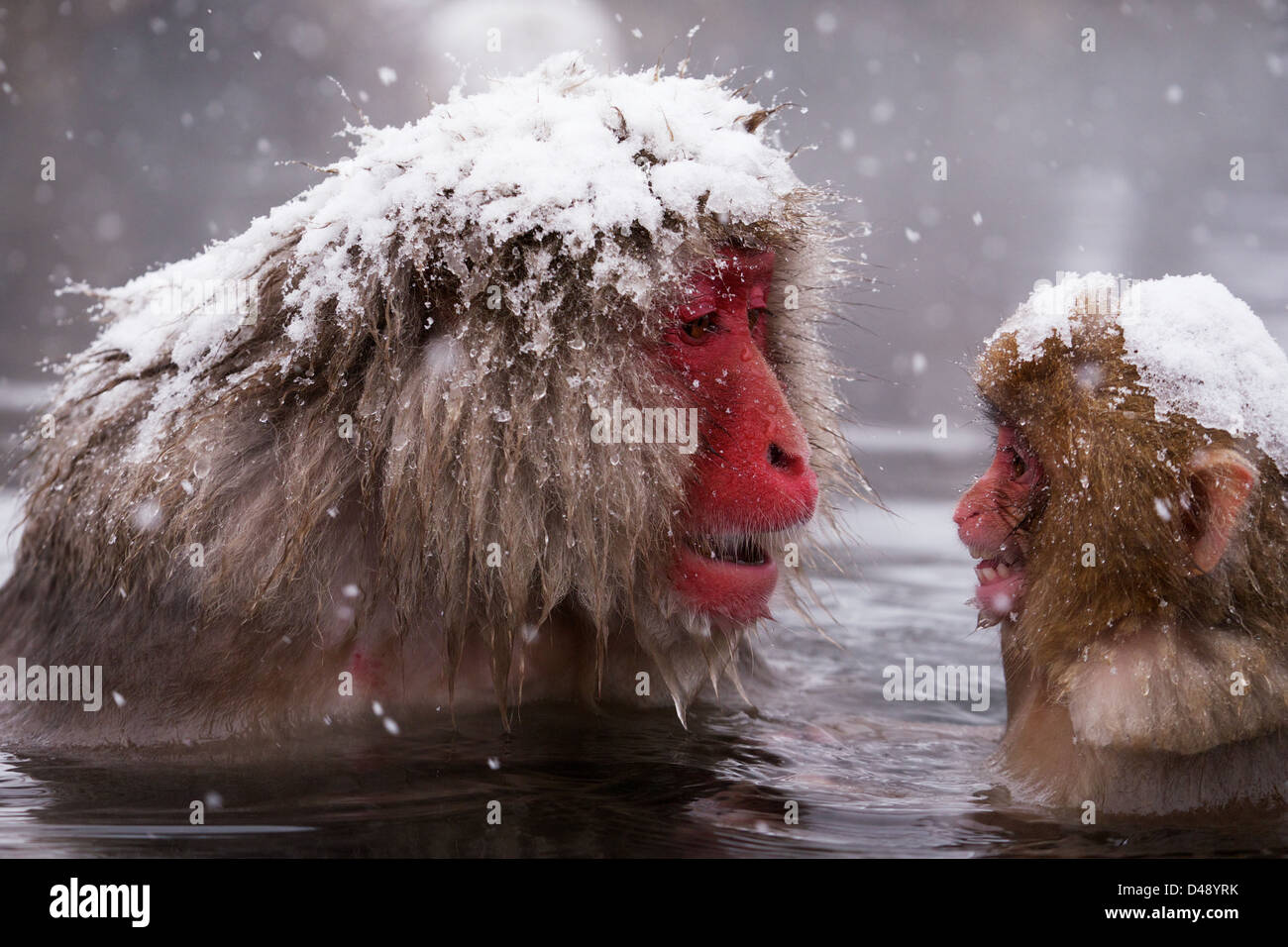 Japanese macaque hot spring hi-res stock photography and images - Alamy