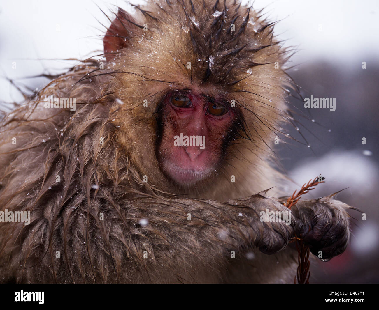 Cute japanese snow monkey hi-res stock photography and images - Alamy
