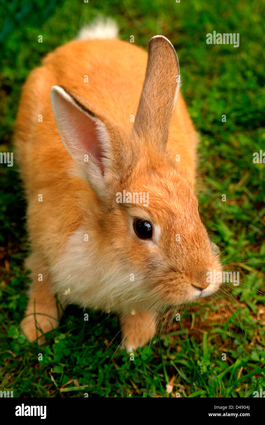 Rabbit in the woods hi-res stock photography and images - Alamy