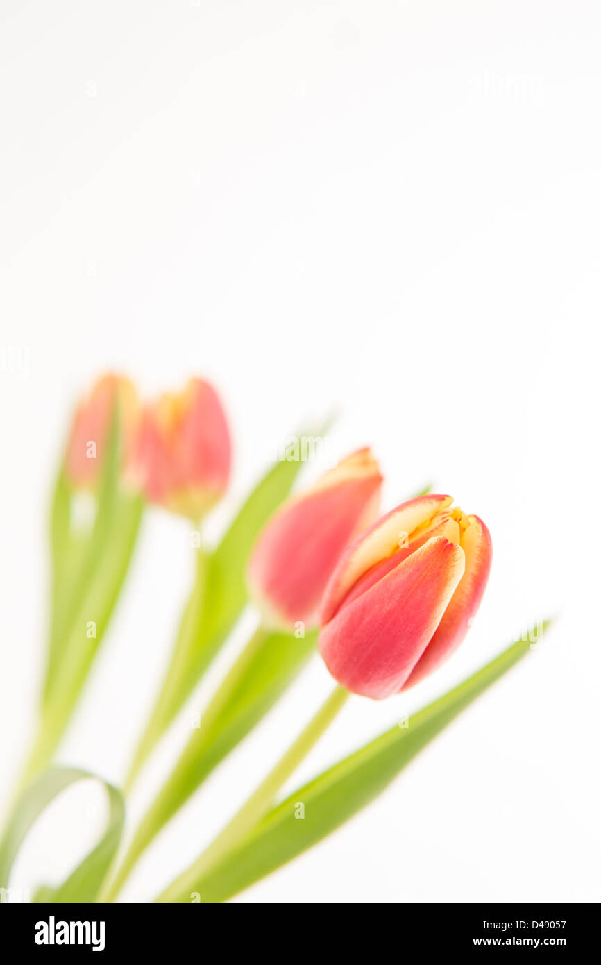 Beautiful line of tulips hi-res stock photography and images - Alamy