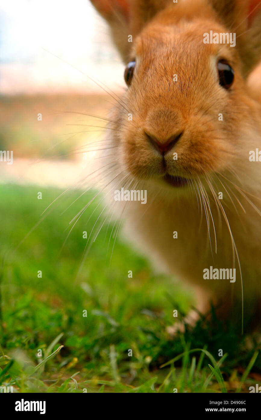 Surprised rabbit, looking curiously at the camera Stock Photo - Alamy