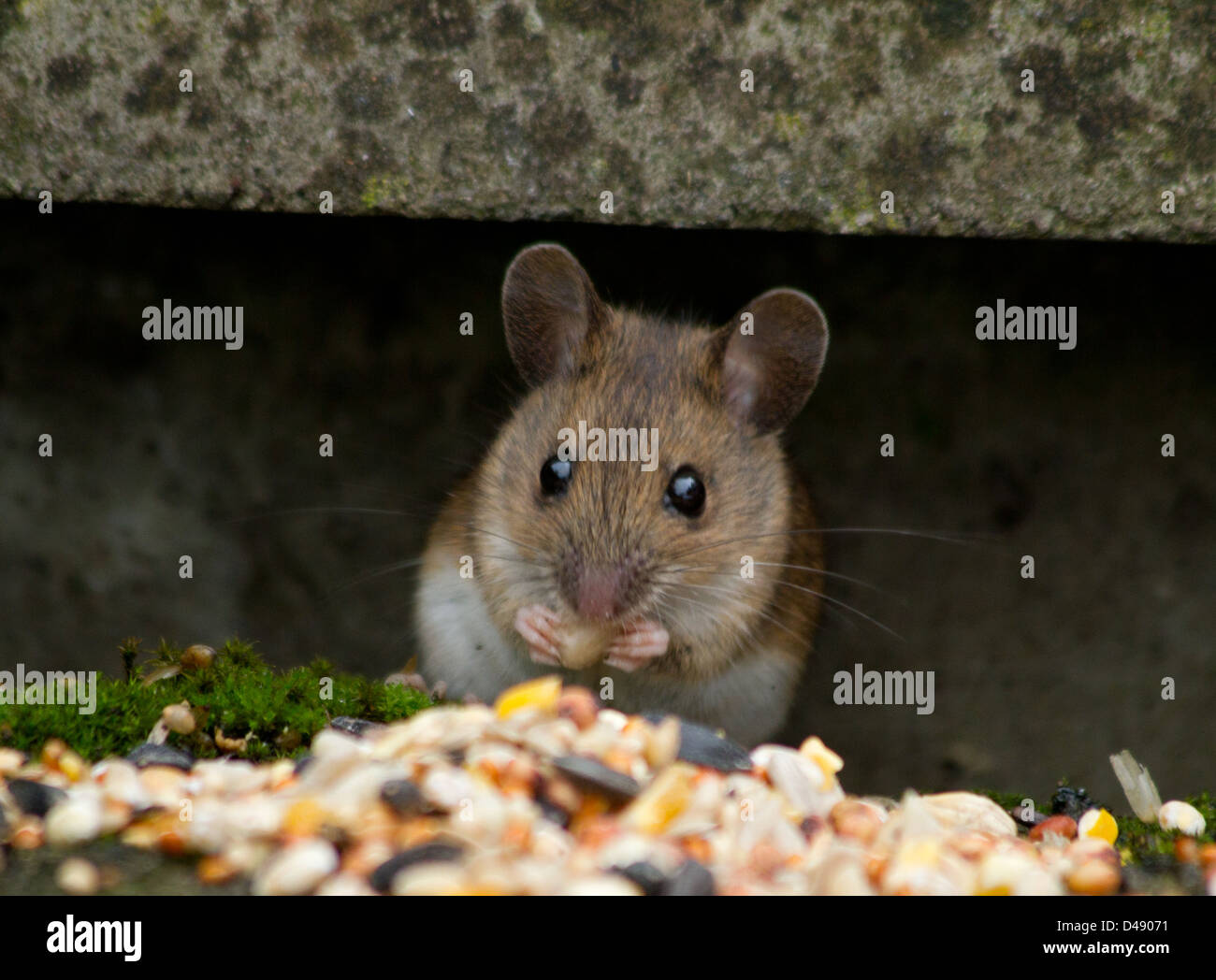 Fieldmouse High Resolution Stock Photography and Images - Alamy